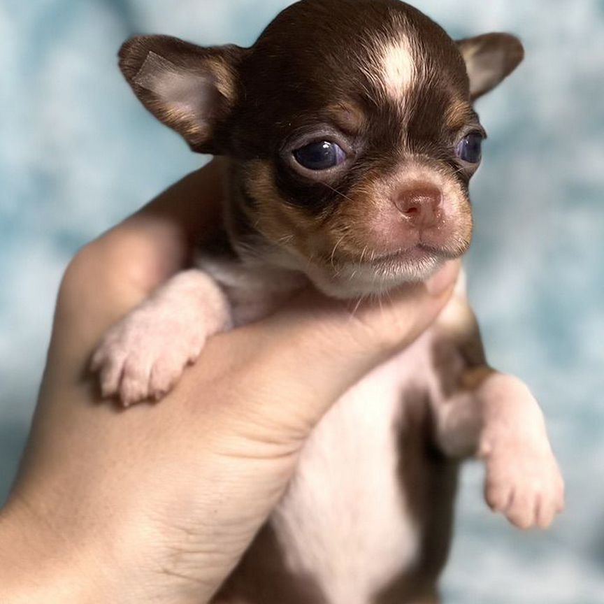 Чихуахуа, щенок