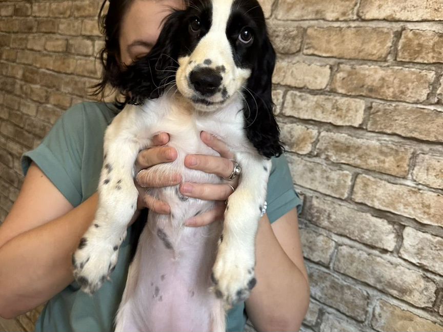 Собака русский спаниель