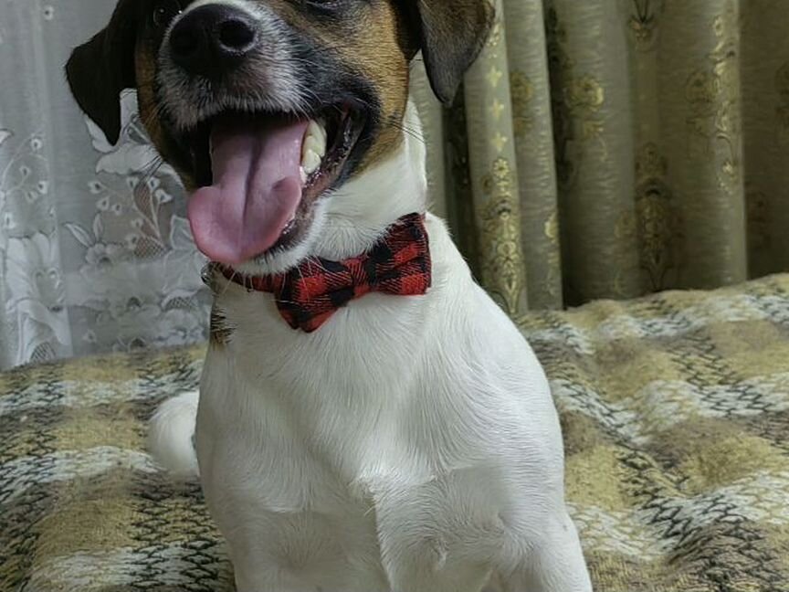 Вязка кобель джек рассел