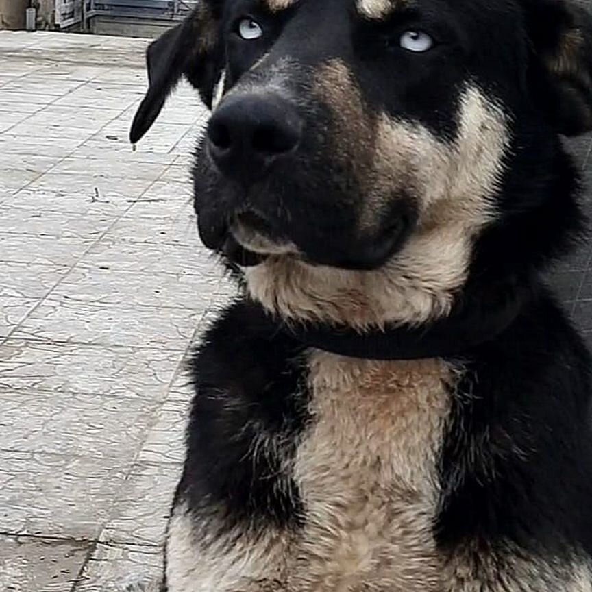 Брюнет с голубыми глазами
