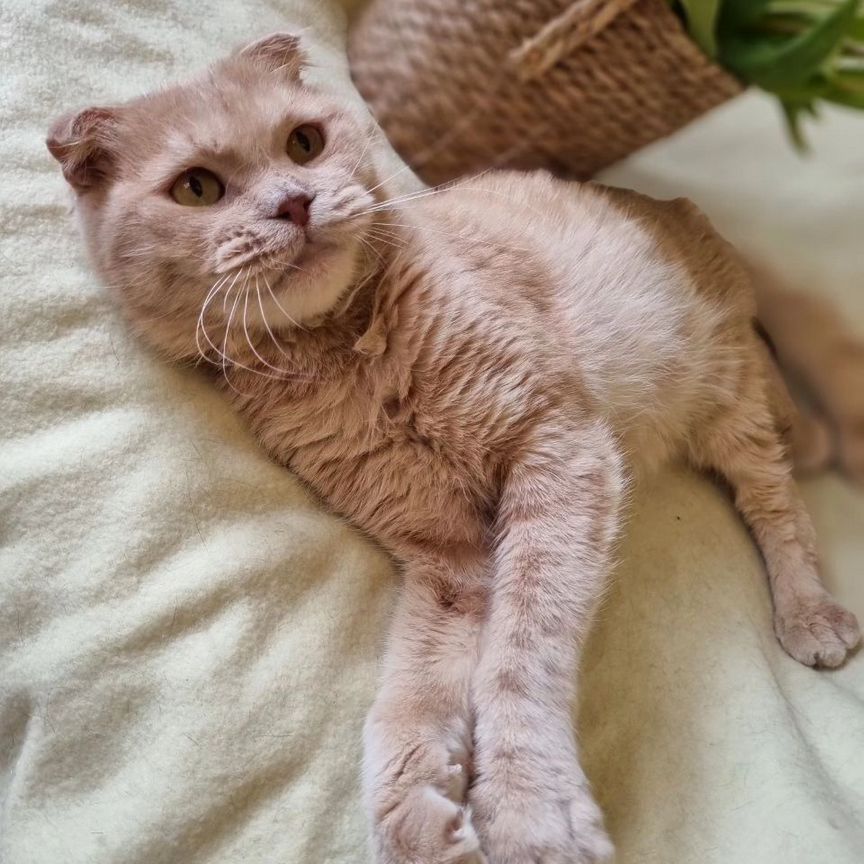 Шотландский кот Персей победивший всех