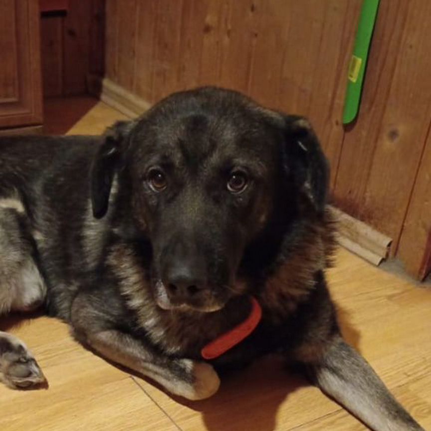 Собака в добрые руки отдам бесплатно