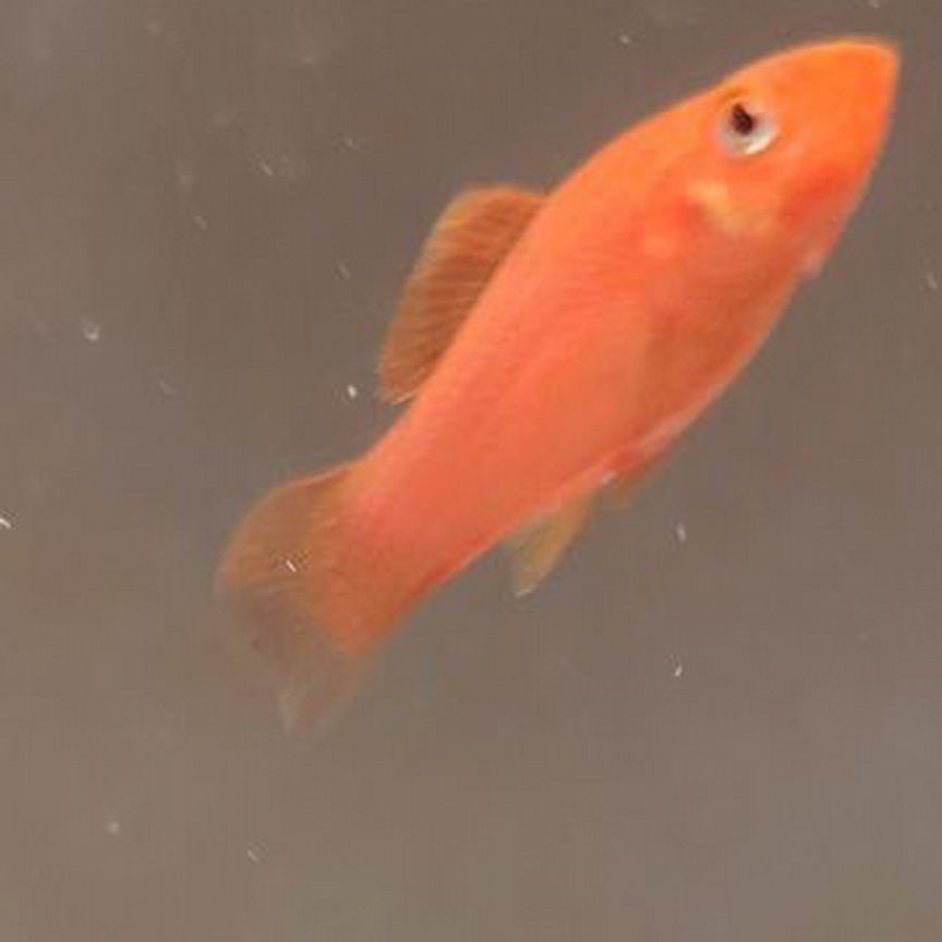 Рыба меченосец