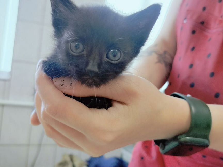 Черная кошка с зелеными глазами