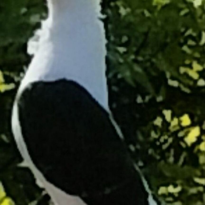 Голуби чайки доминикана