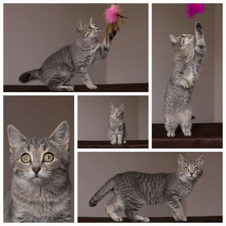 Котенок