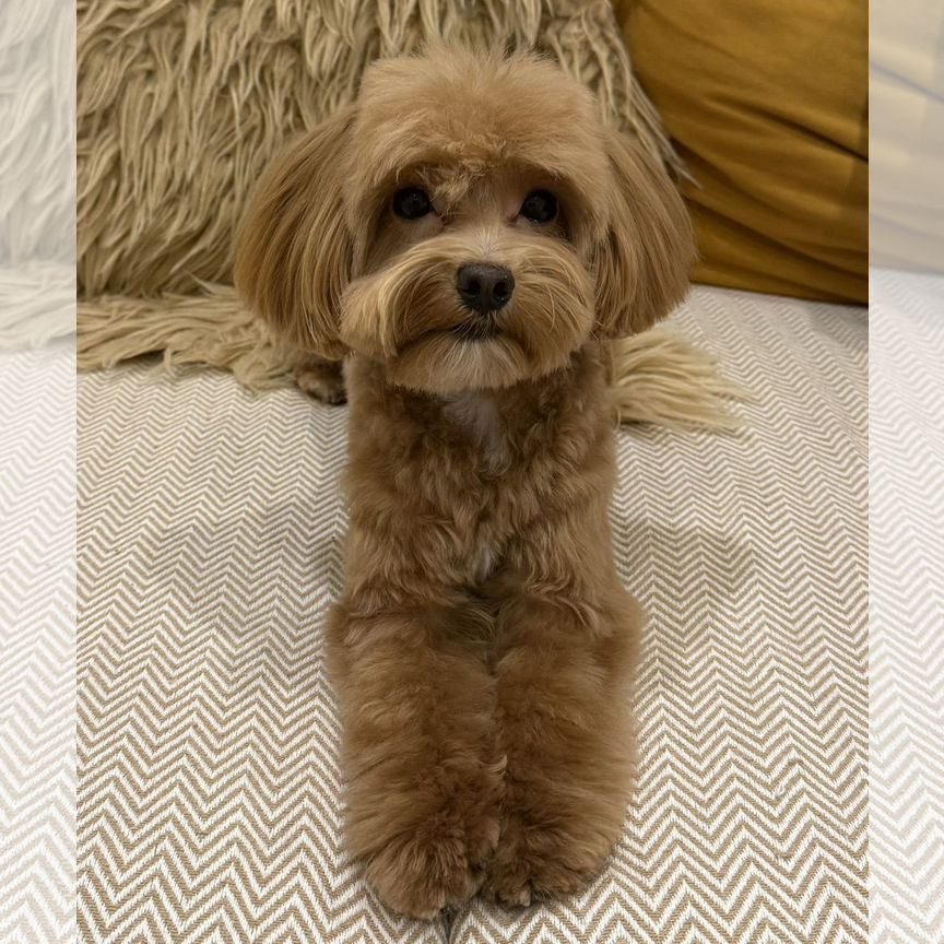 Мальтипу, взрослый пёс