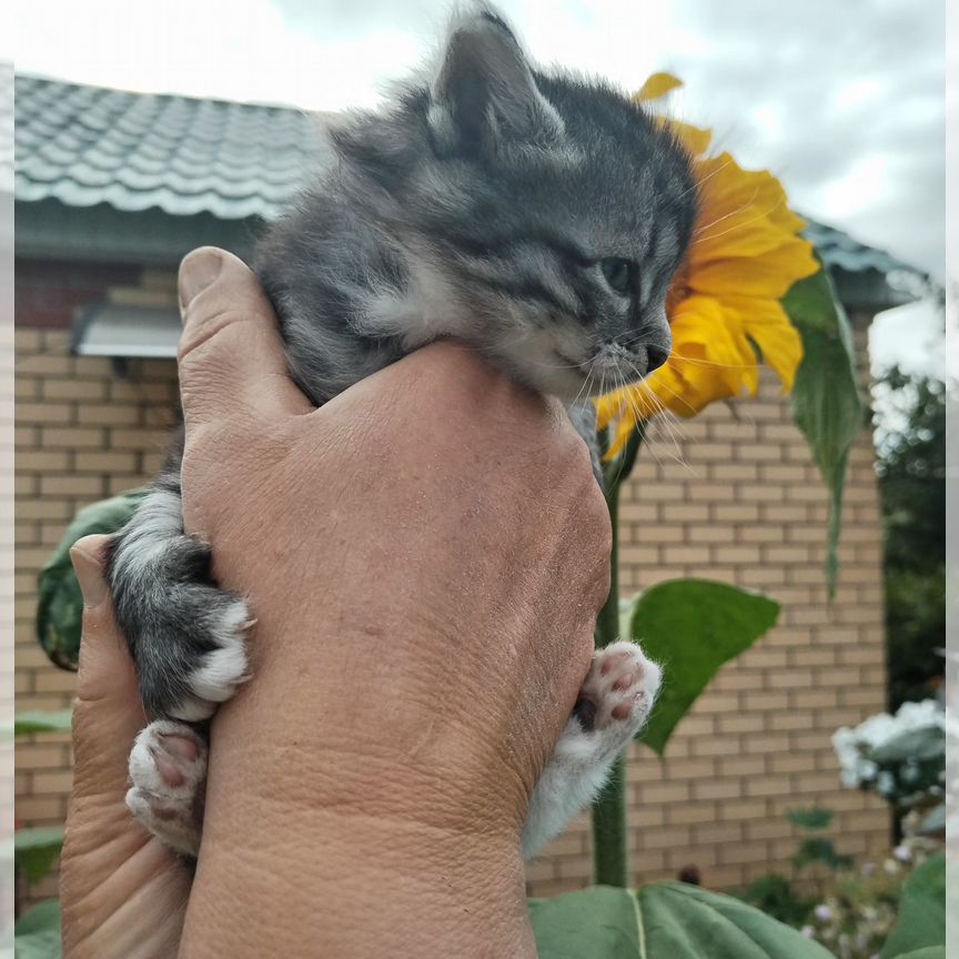 Котенок