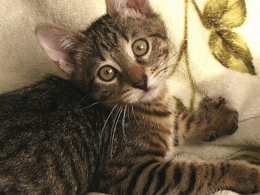 Котёнок в добрые руки