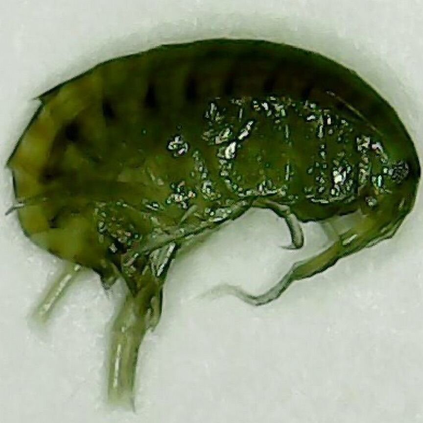 Гаммарус тропический