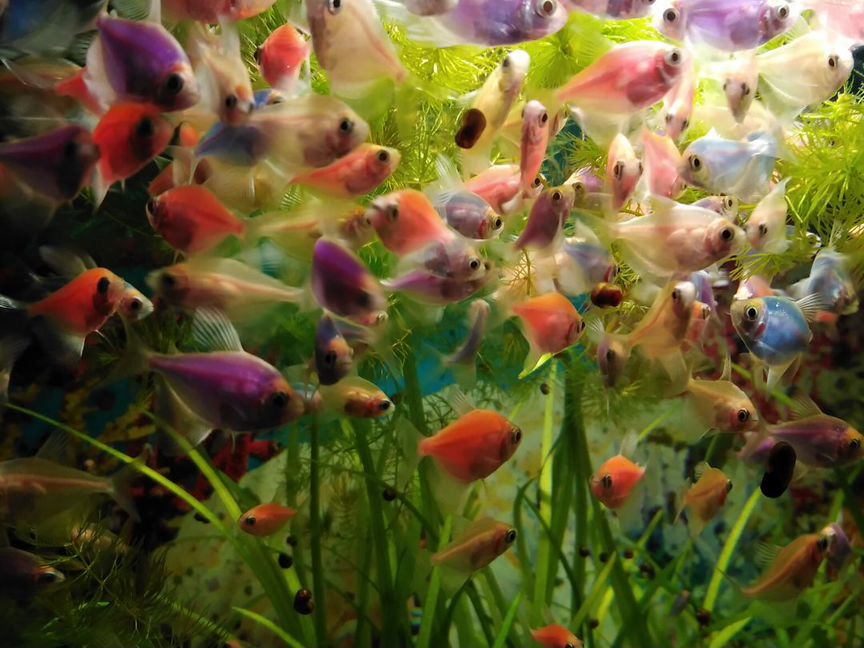 Тернеция гло