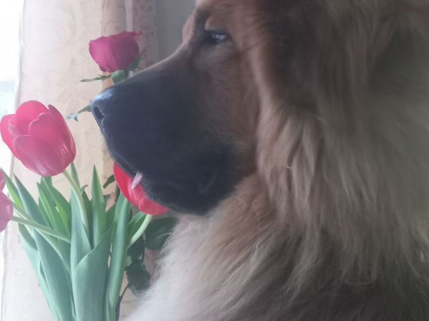 Тибетский мастиф