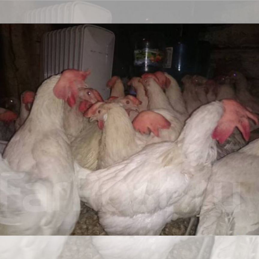 Куры несушки