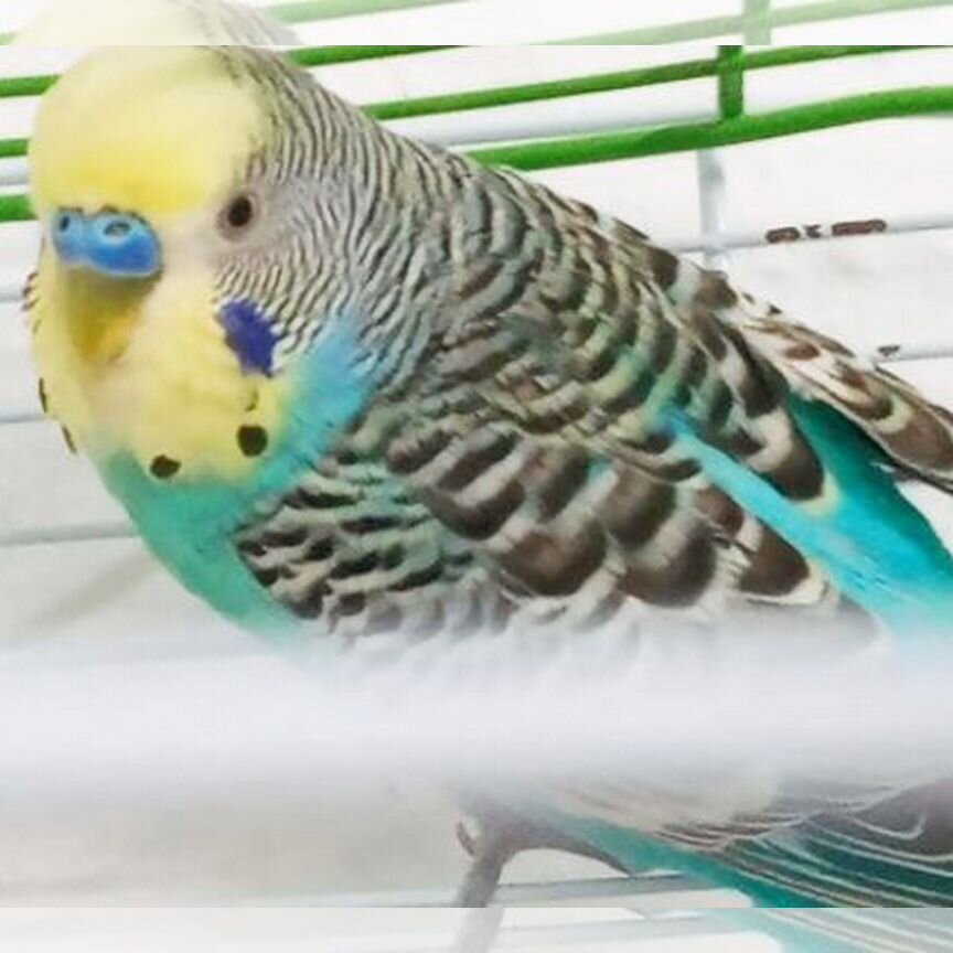 Волнистый попугай с клеткой