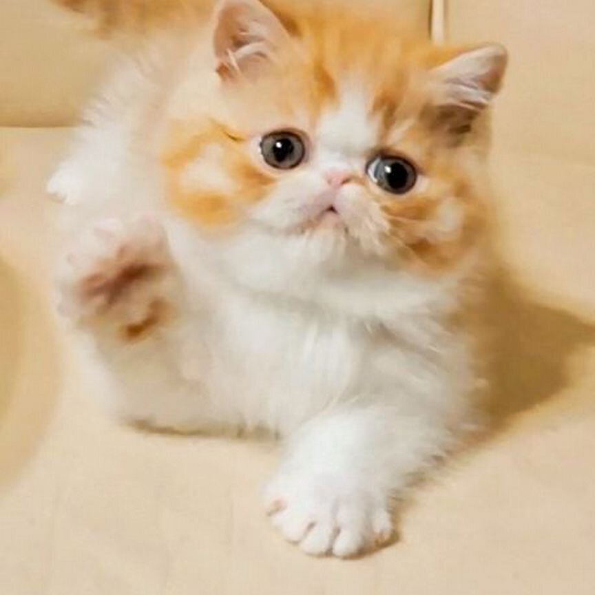 Экзотические котята