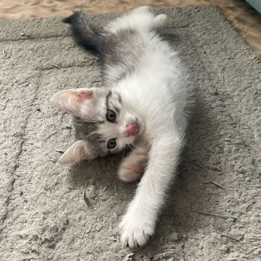 Котята отдам бесплатно