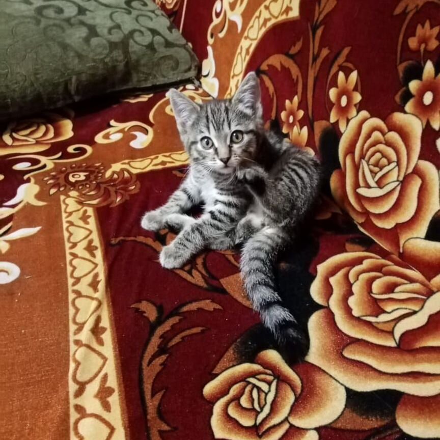 Котенок