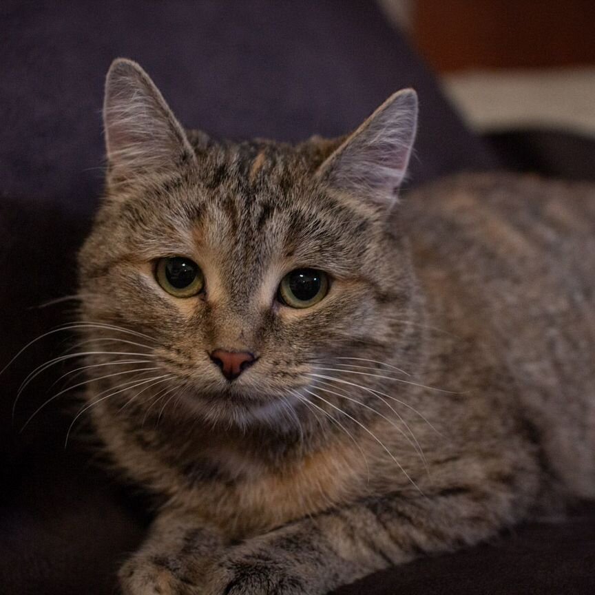 Кошечка Лада в добрые руки