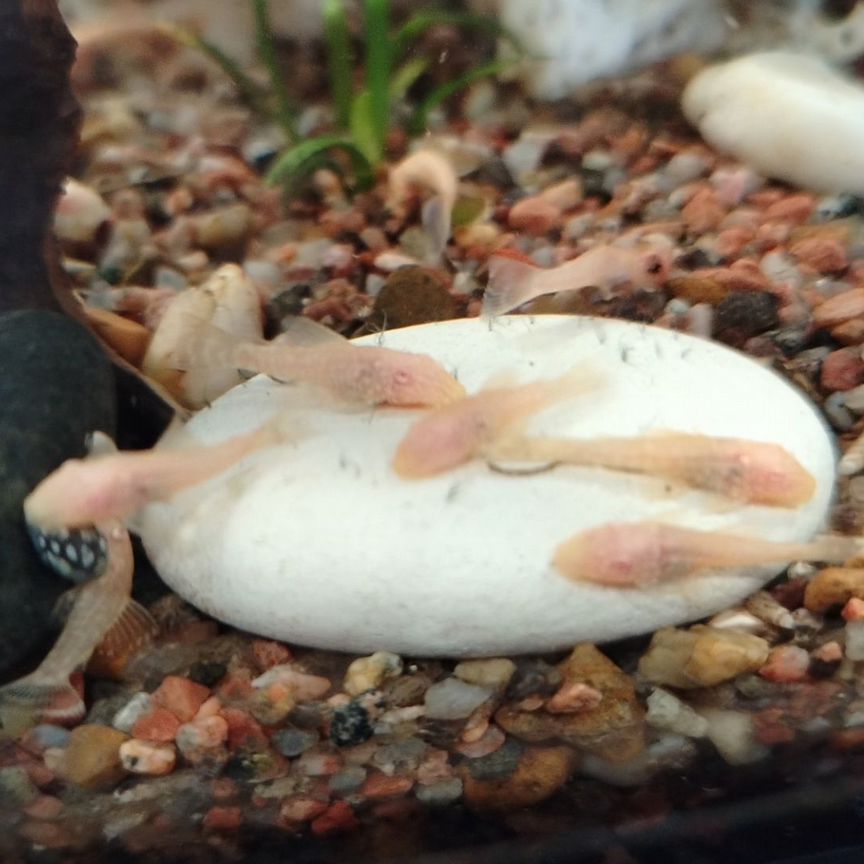 Сомики золотой анциструс