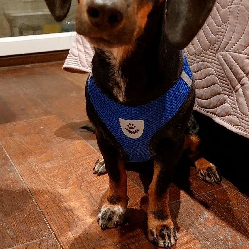 Маленькая собака в добрые руки