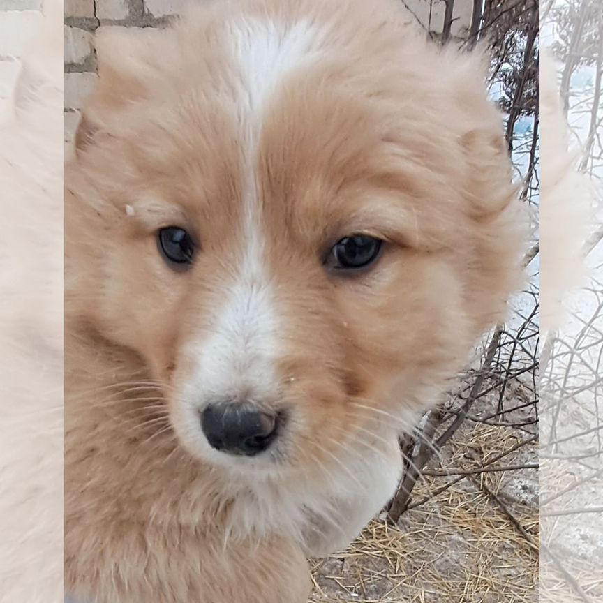 Колли, щенок