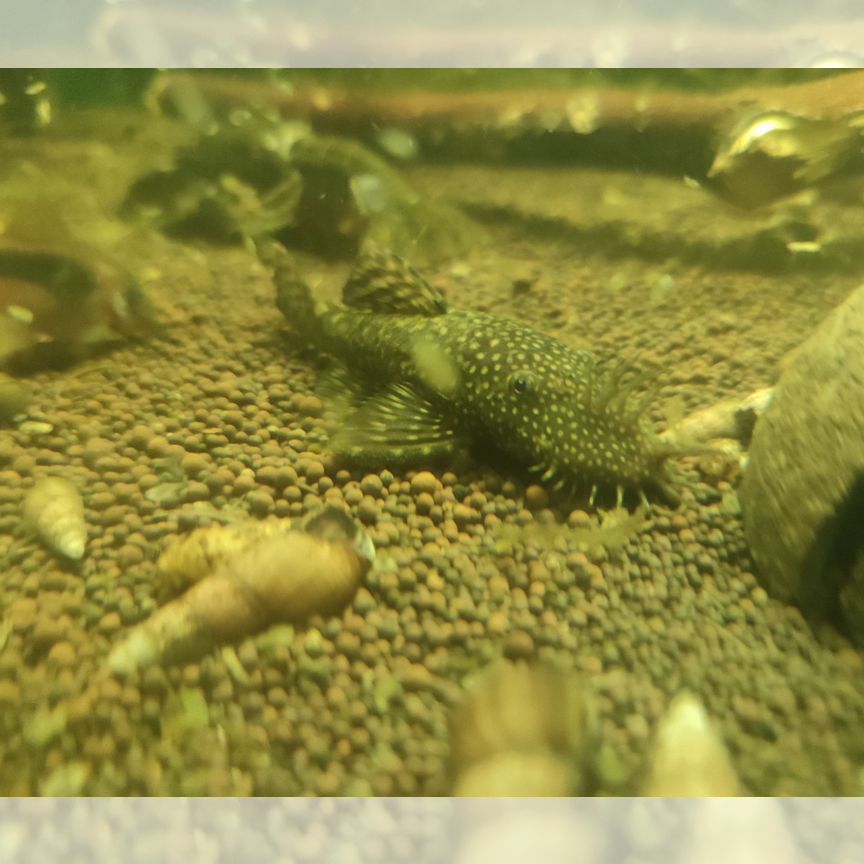 Анциструс и полиптерусы