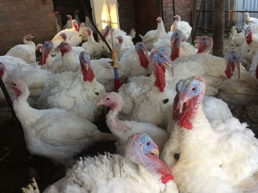 Продажа тушки индюка