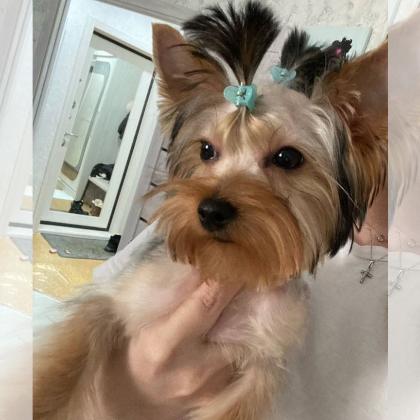 Йоркширский терьер