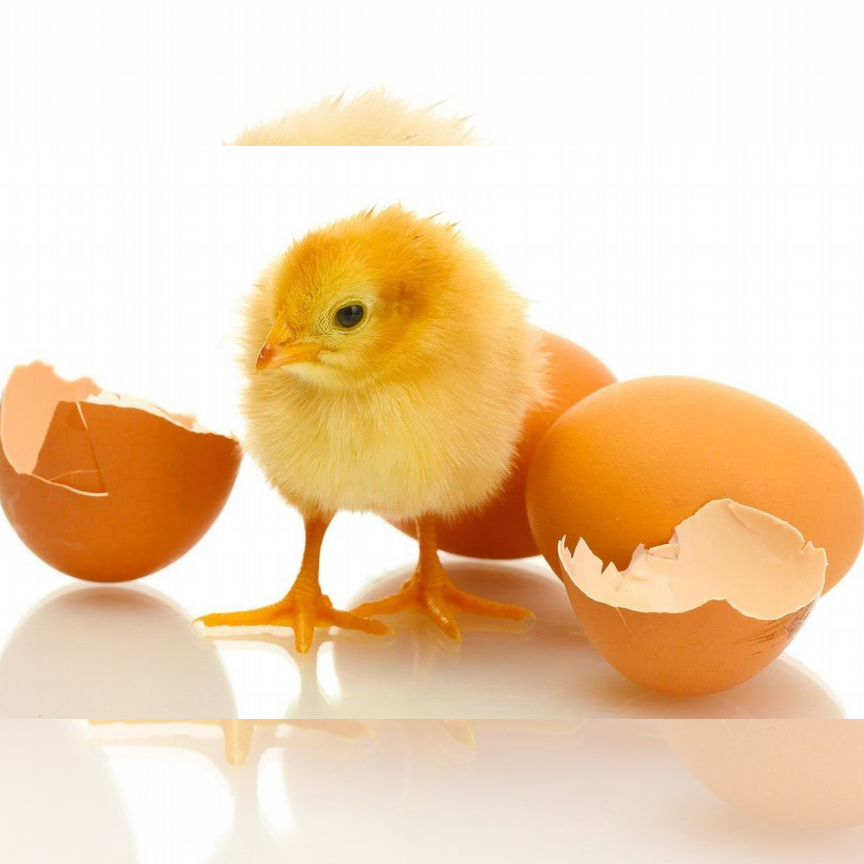 Инкубационное яйцо