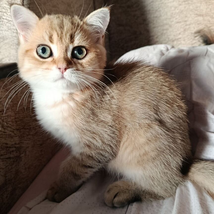 Шотландский вислоухий короткошёрстный котёнок