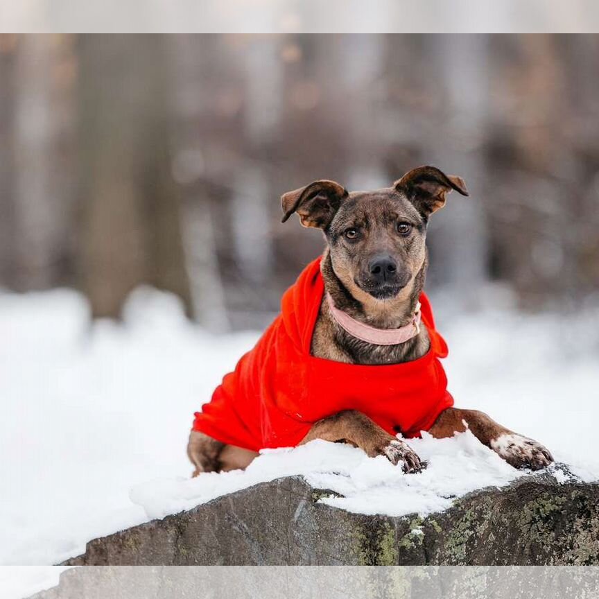 Взрослая собака в добрые руки