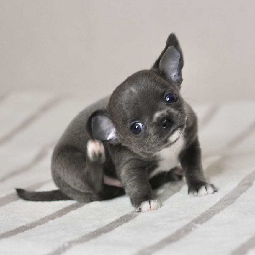 Мальчишки чихуахуа голубого окраса