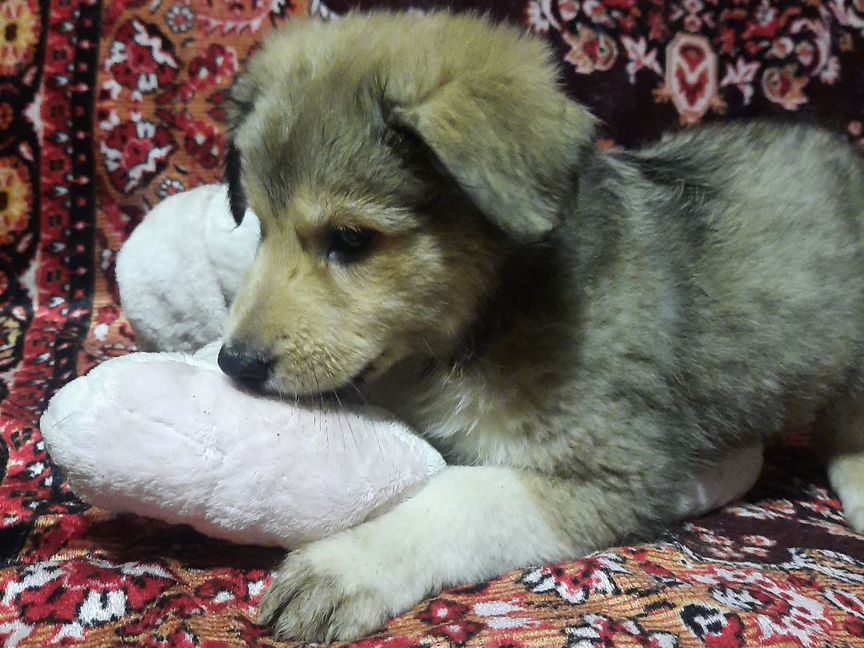 Щенок девочка в добрые руки