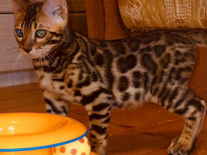 Элитные бенгальские котята