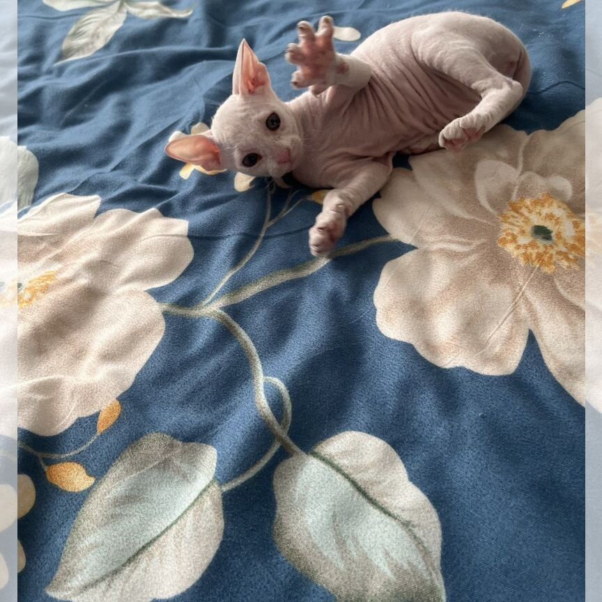Котята сфинкс