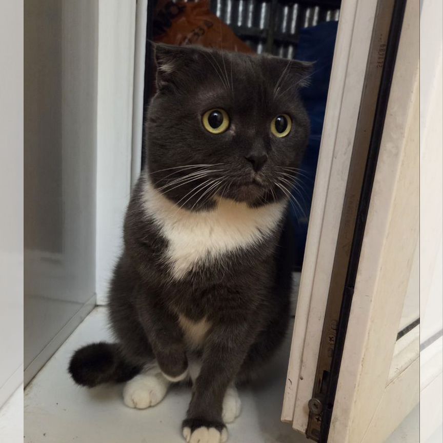 Взрослый кот в добрые руки