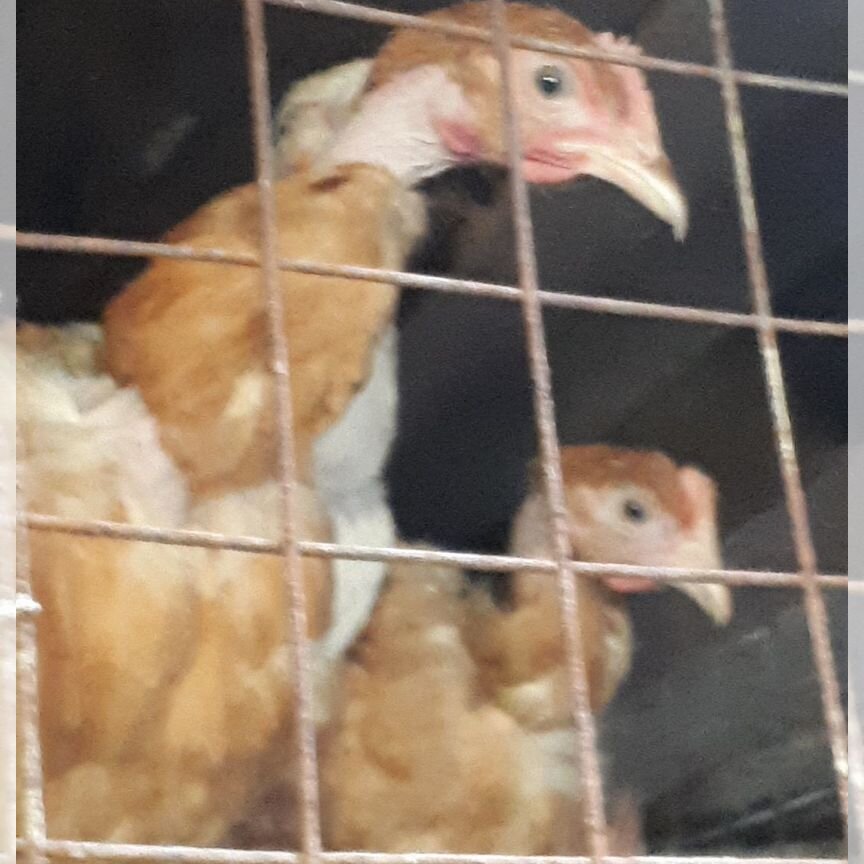 Курочки-молодки(несушки