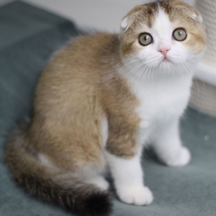 Шотландский вислоухий короткошёрстный котёнок