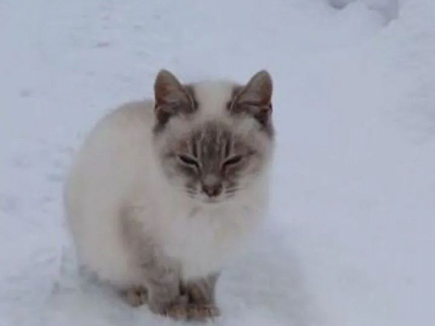 Кошечка в добрые руки бесплатно