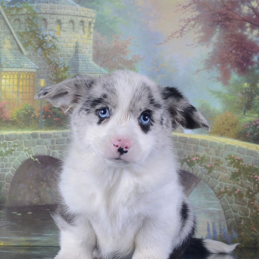 Вельшкорги кардиган