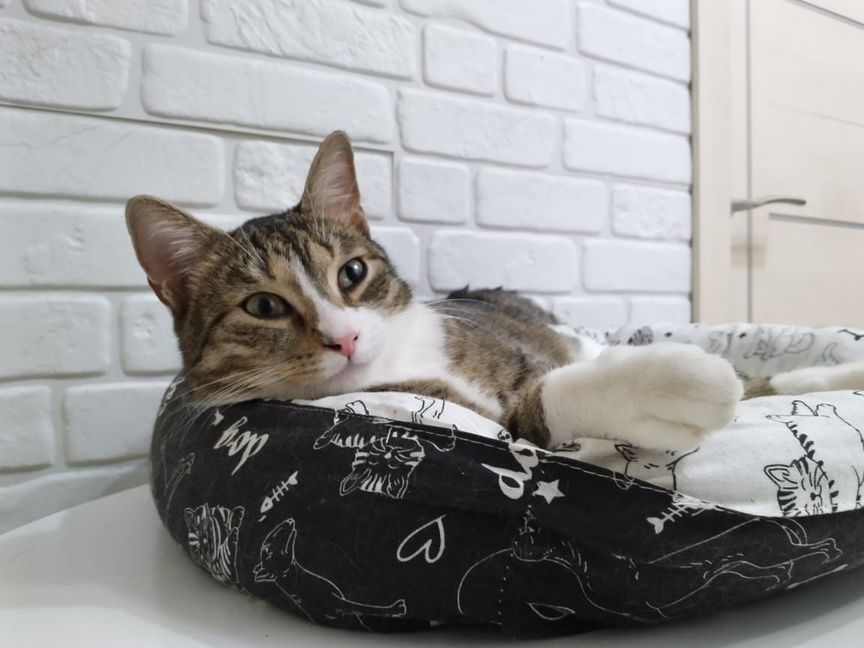 Очень ласковый котик 1 год