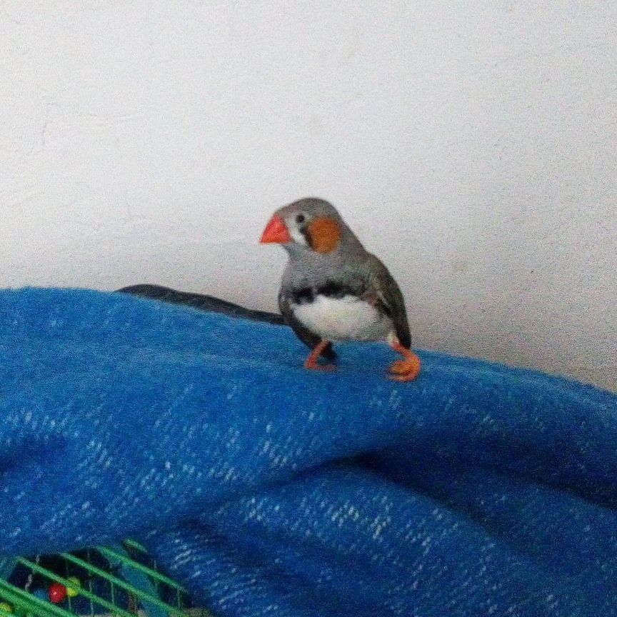 Зебровая амадина