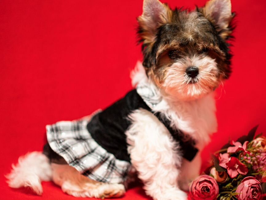 Красивая девочка йорочка