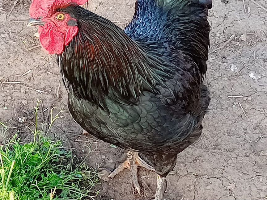 Петух доминант