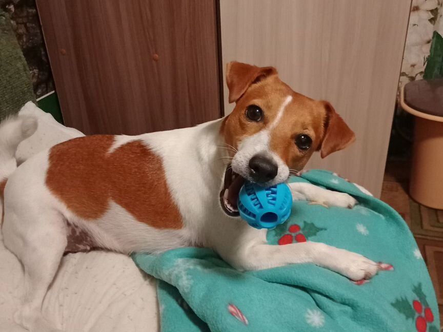 Случка собак