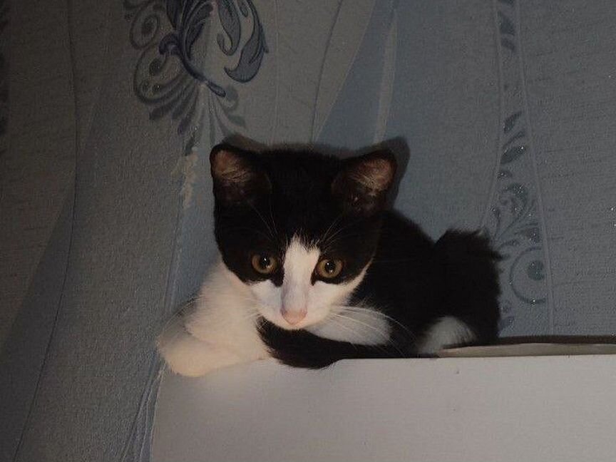 Котенок лапушка