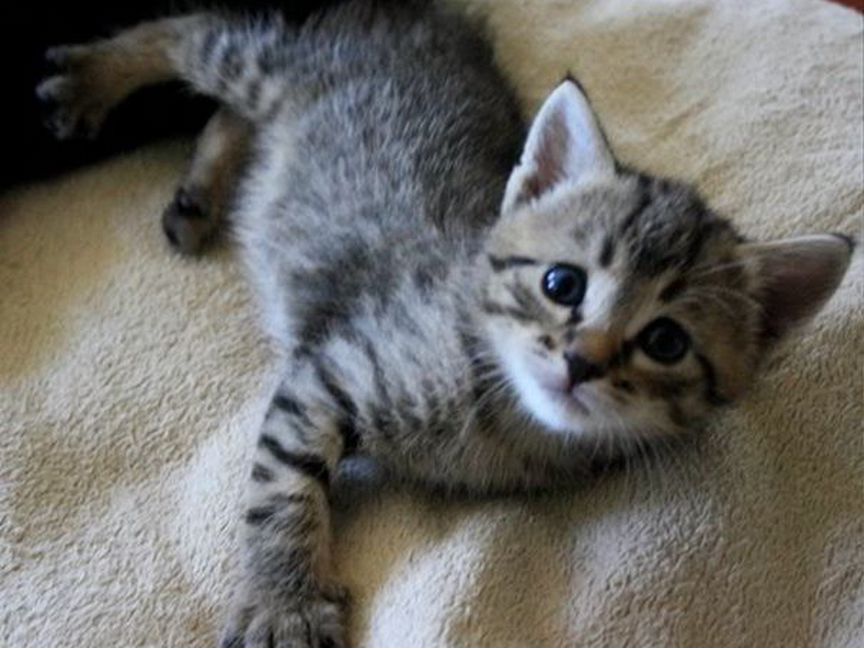 Бенгальские котята метисы