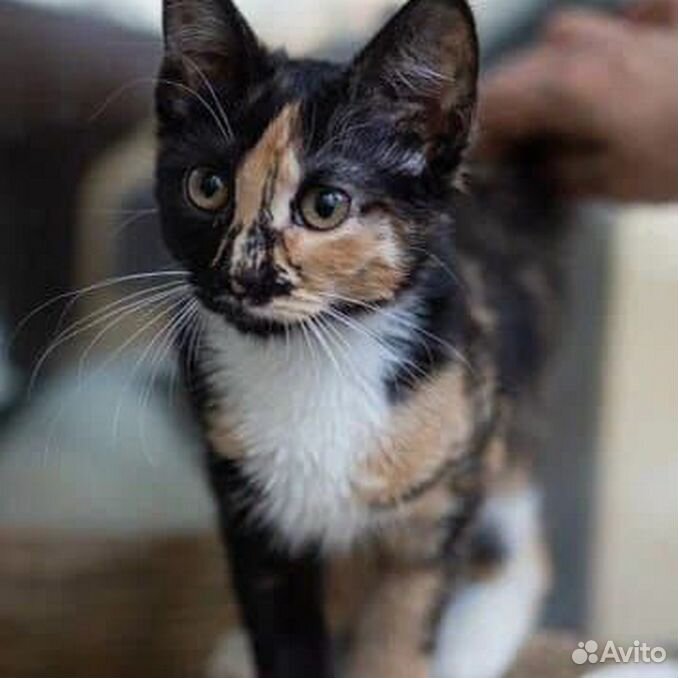 Урчалка и топотушка Маргаритка в поисках дома