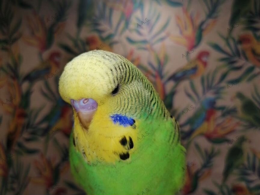 Птенцы ввп Чехи