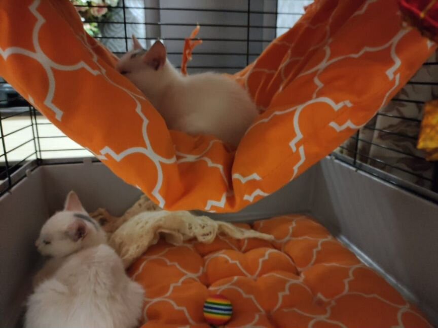Котодевочки в добрые руки
